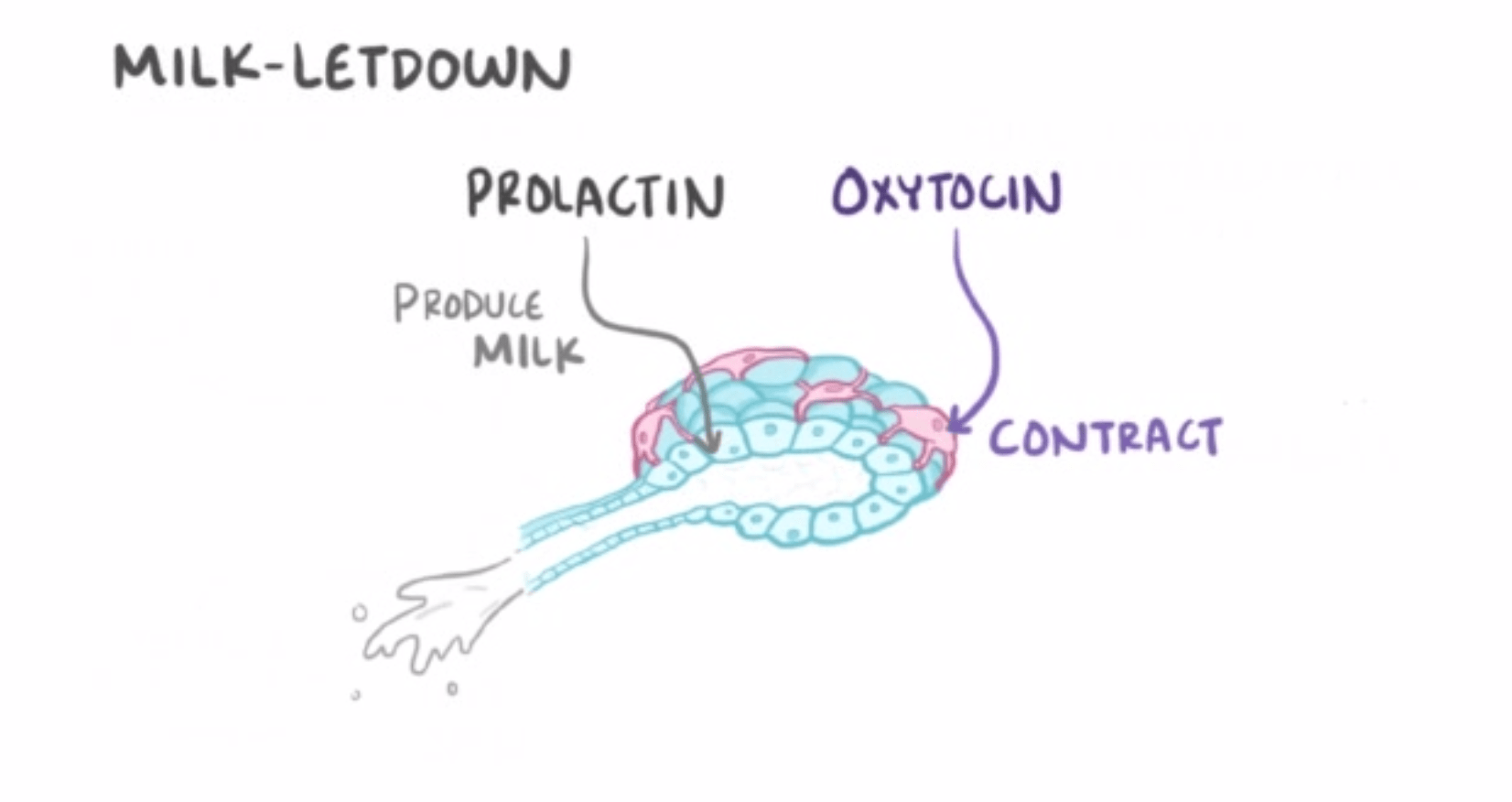 Do I have enough breast milk? How milk production process really works ...